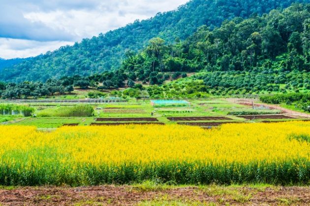 Royal Agricultural Station Pangda - Chiang Mai - Guide to Thailand