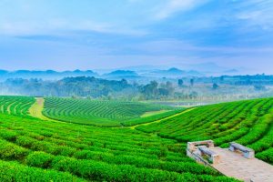 Choui Fong Tea Plantation - Chiang Rai - Guide to Thailand