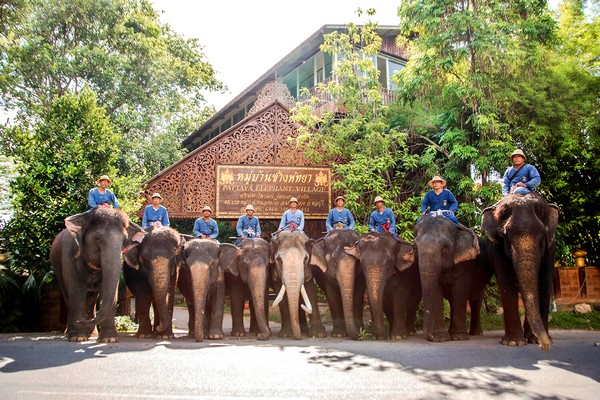 Pattaya Elephant Village - Pattaya - Guide to Thailand
